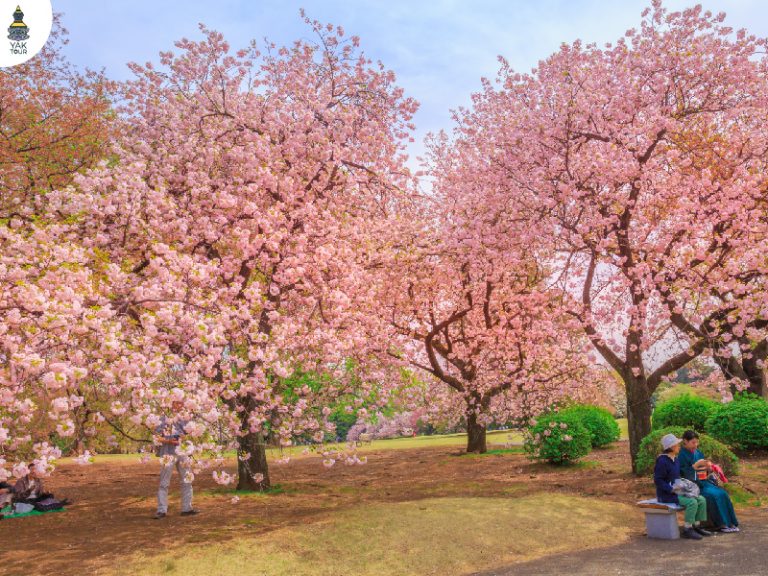 พยากรณ์ ซากุระ ญี่ปุ่น 2025 พร้อมจุดชมซากุระสวยๆ ไม่ควรพลาด! - Yaktour
