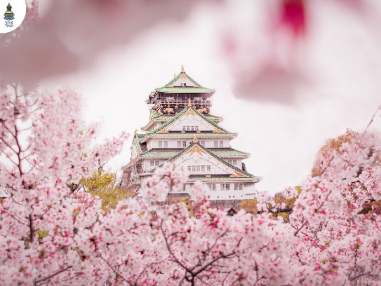 พยากรณ์ ซากุระ ญี่ปุ่น 2025 พร้อมจุดชมซากุระสวยๆ ไม่ควรพลาด! - Yaktour