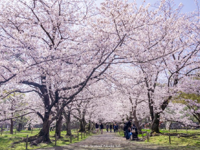 พยากรณ์ ซากุระ ญี่ปุ่น 2025 พร้อมจุดชมซากุระสวยๆ ไม่ควรพลาด! - Yaktour