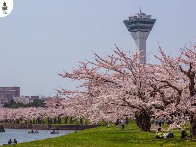 พยากรณ์ ซากุระ ญี่ปุ่น 2025 พร้อมจุดชมซากุระสวยๆ ไม่ควรพลาด! - Yaktour